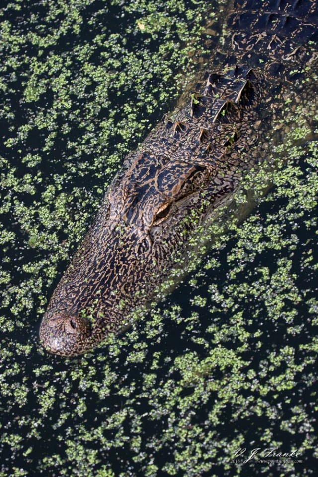 Alligator Camouflage • Points in Focus Photography
