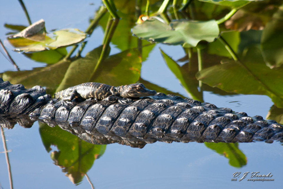 Baby Gator Piggyback • Points in Focus Photography