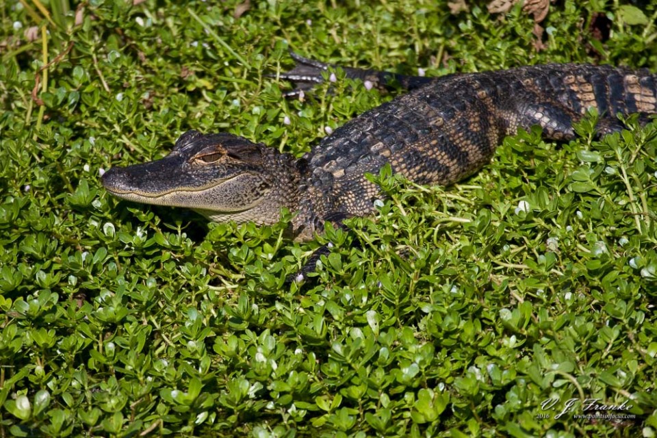 Juvenile Gator • Points in Focus Photography